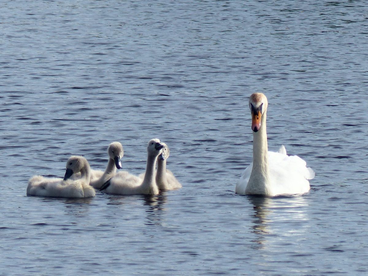 little loch tima – Essential Spirit
